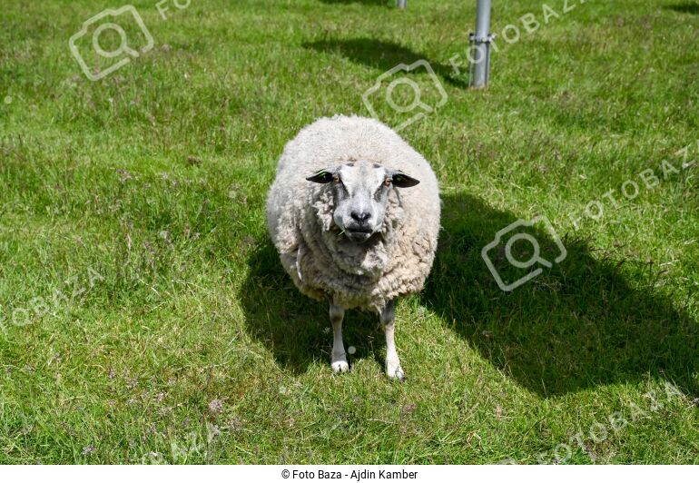 Ovca pase travu - preuzmite fotografiju | Foto Baza