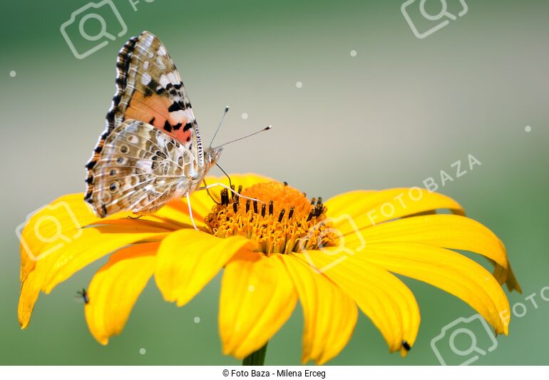 Leptir - preuzmite fotografiju | Foto Baza