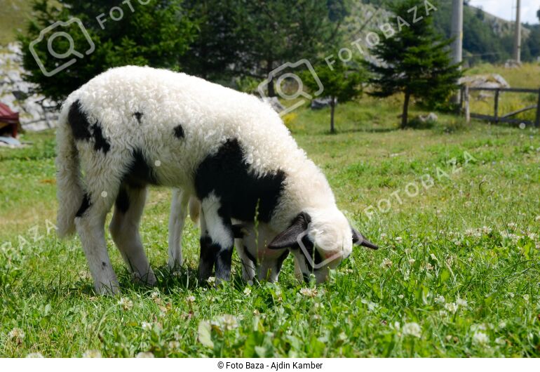 Jagnje na livadi - preuzmite fotografiju | Foto Baza