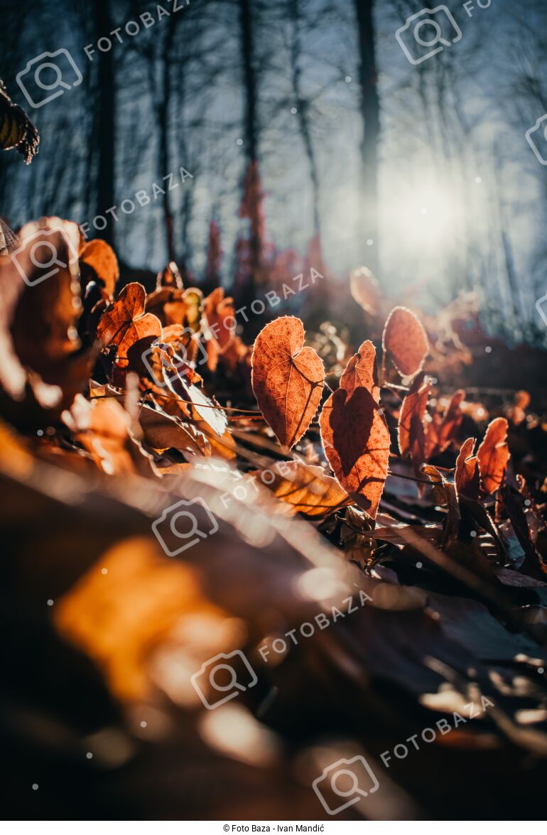 Sumski svijet - preuzmite fotografiju | Foto Baza