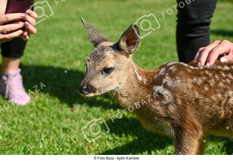 Lane. Mladunče srne. - preuzmite fotografiju | Foto Baza