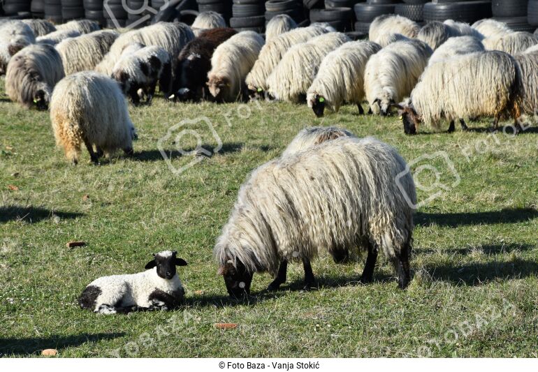 Jagnje i ovca - preuzmite fotografiju | Foto Baza