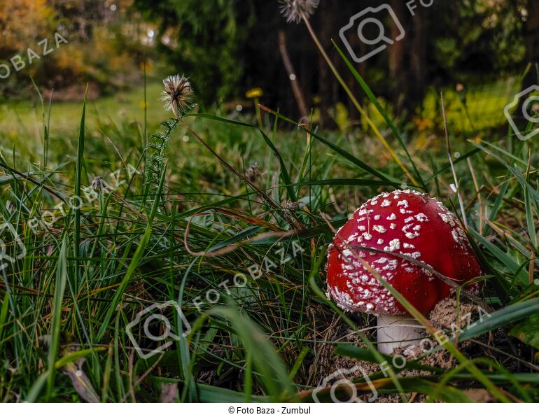 Muhara - preuzmite fotografiju | Foto Baza