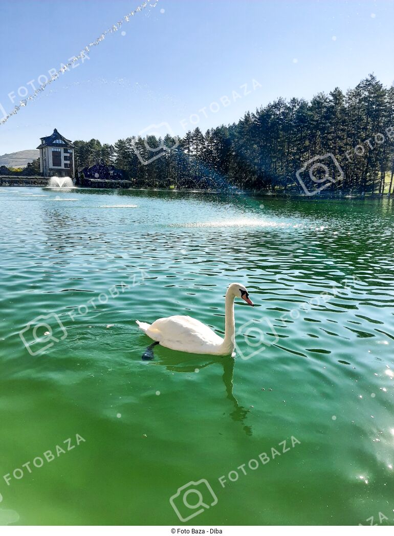 Labud pliva u jezeru - preuzmite fotografiju | Foto Baza