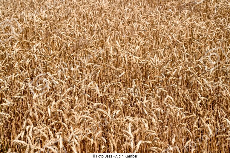 Polje pšenice - preuzmite fotografiju | Foto Baza
