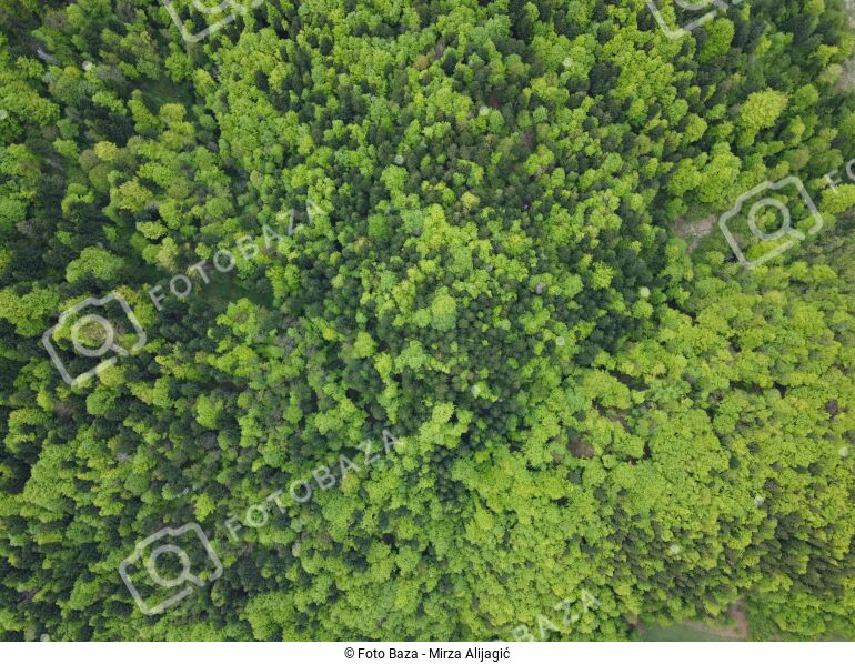 Šuma - preuzmite fotografiju | Foto Baza