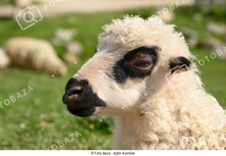 Preslatko jagnje na pašnjaku - preuzmite fotografiju | Foto Baza