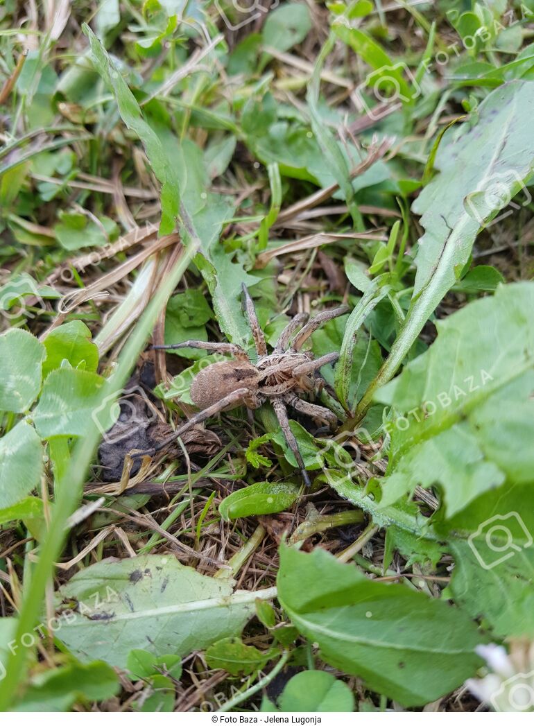 Pauk u travi - preuzmite fotografiju | Foto Baza