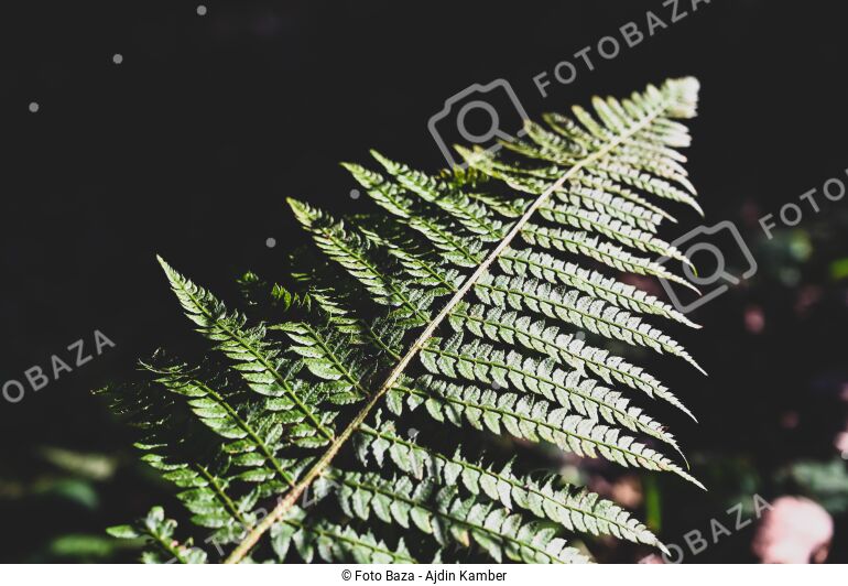 Paprat - preuzmite fotografiju | Foto Baza