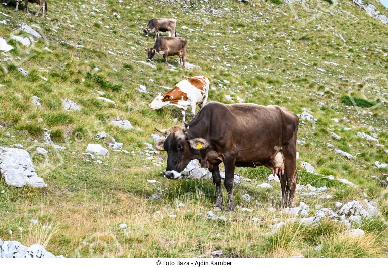 Krave na pašnjacima u planini. - preuzmite fotografiju | Foto Baza