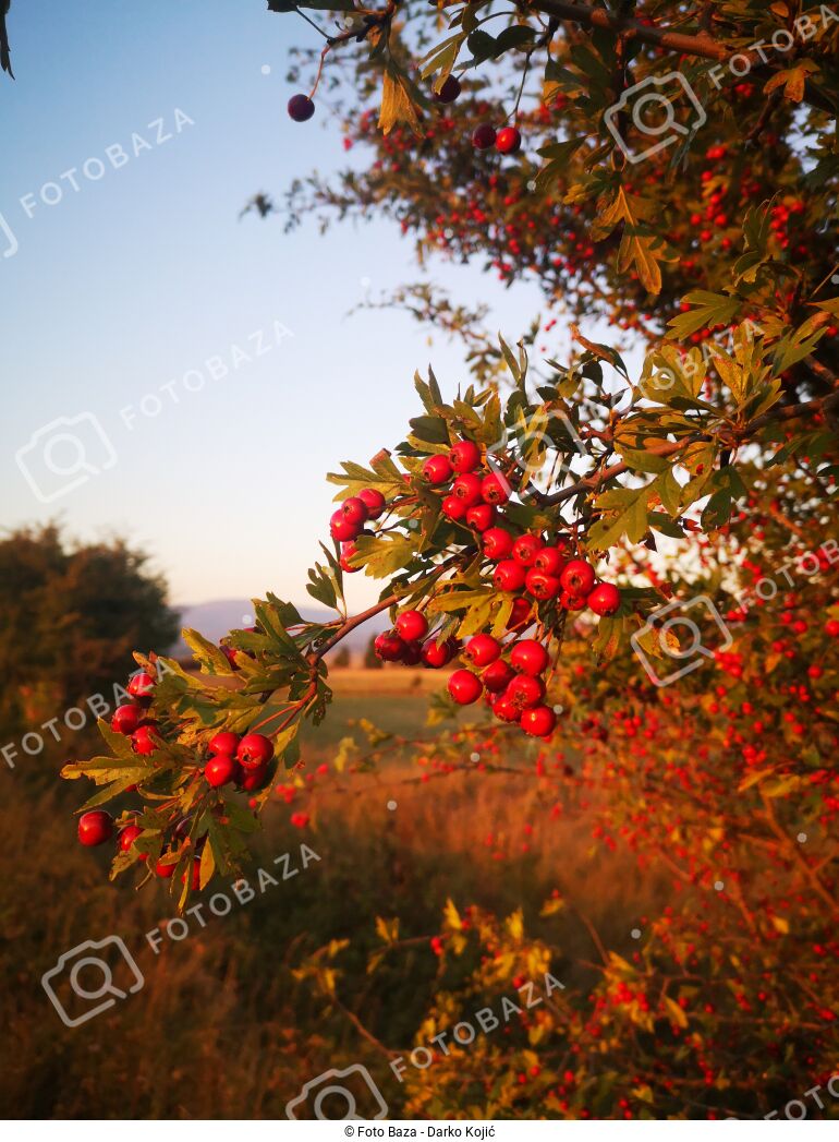 Glog - preuzmite fotografiju | Foto Baza