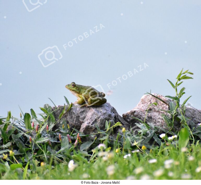 Žaba - preuzmite fotografiju | Foto Baza