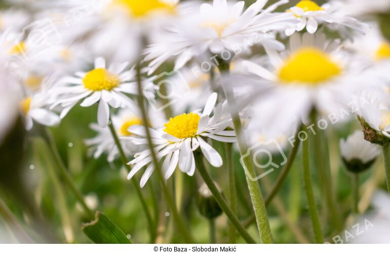 Tratinčica izbliza. Bijela rada - preuzmite fotografiju | Foto Baza