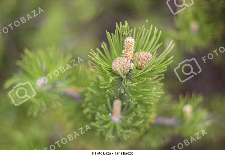 Borove iglice - preuzmite fotografiju | Foto Baza