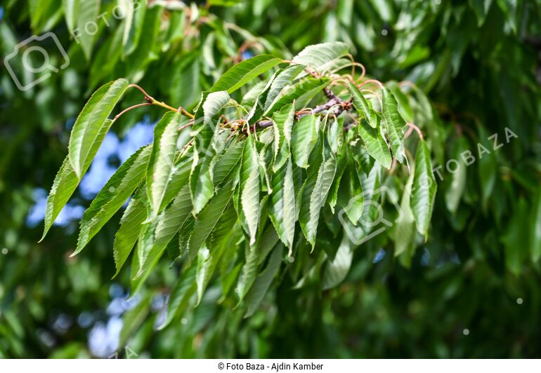 Listovi na drvetu trešnje - preuzmite fotografiju | Foto Baza