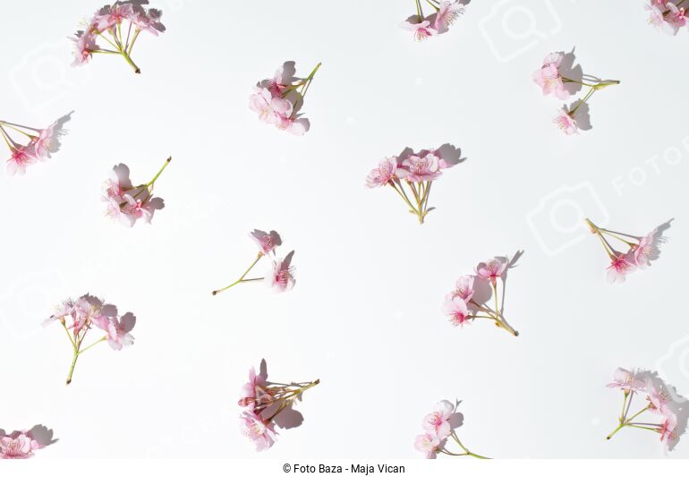 Svježi cvjetovi japanske trešnje na bijeloj pozadini - preuzmite fotografiju | Foto Baza