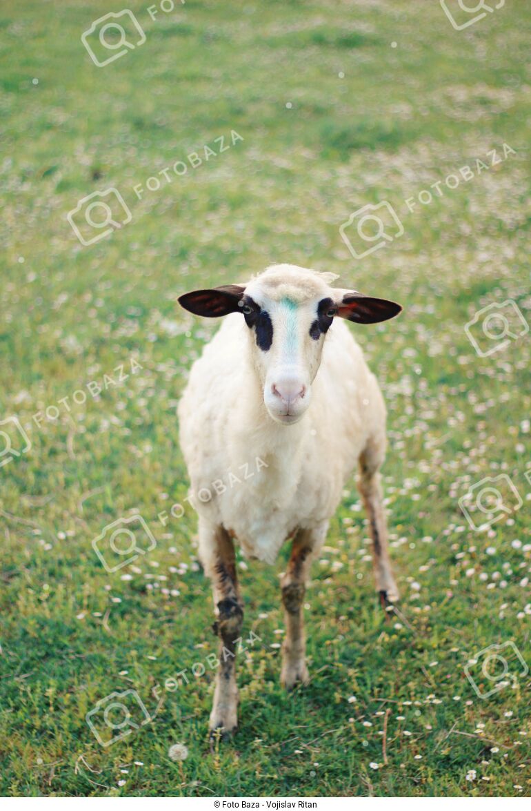 Mlada ovca - preuzmite fotografiju | Foto Baza