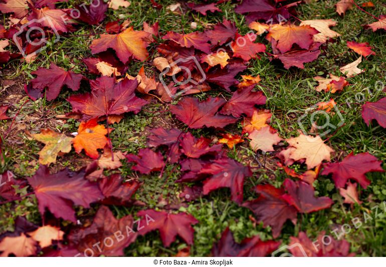 Crveni list javora na travi, lišće opalo u jesen - preuzmite ...