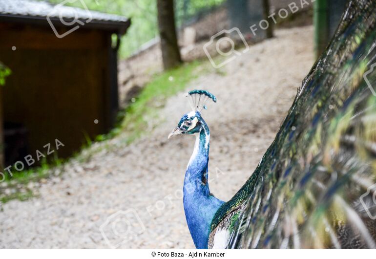 Paun u prirodi - preuzmite fotografiju | Foto Baza