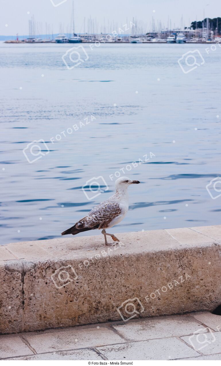 Galeb - preuzmite fotografiju | Foto Baza