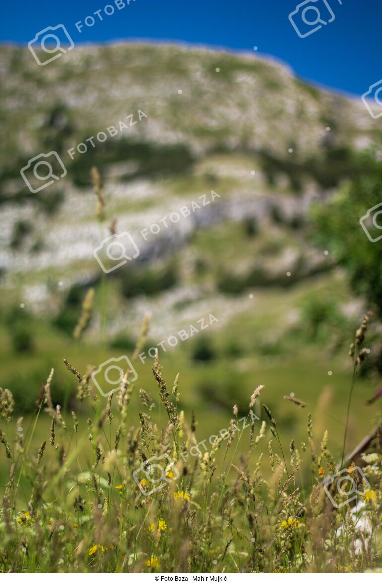 Trava - preuzmite fotografiju | Foto Baza