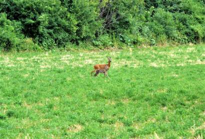 Srna i lane u prirodi - preuzmite fotografiju | Foto Baza